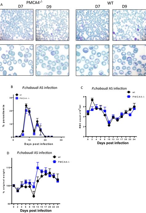 The Course Of P Chabaudi As Infection In Pmca4− − Mice Pmca4− − And