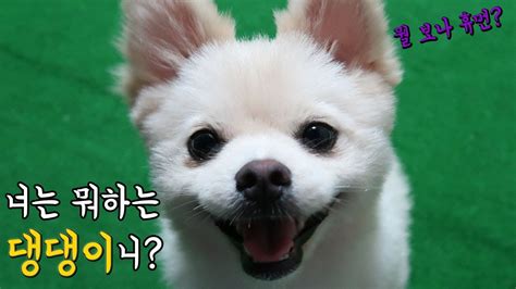 옥탑에 사는 댕댕이를 소개합니다 장난꾸러기 폼피츠 ♥ Youtube