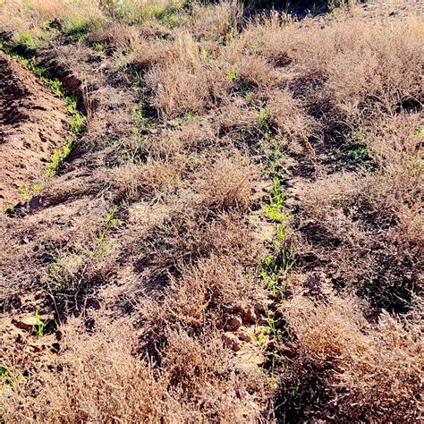 Restoring Rangeland In Northern New Mexico Using Keyline Design NM