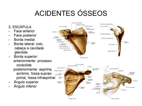 Acidentes Osseos Da Escapula Braincp