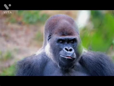 Follow And Comment Did You Like Thanks Goen To Forest With Video