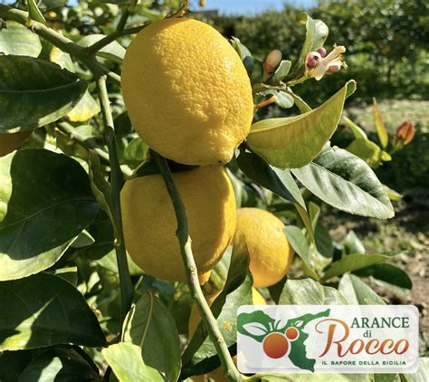 LIMONI 16KG (Più acquisti più risparmi) - Arance di Rocco