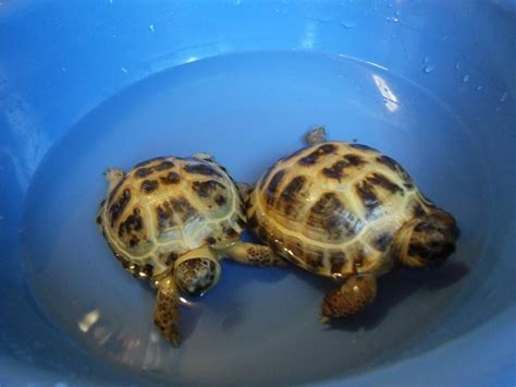 Къпят ли се костенурките Български Фермер