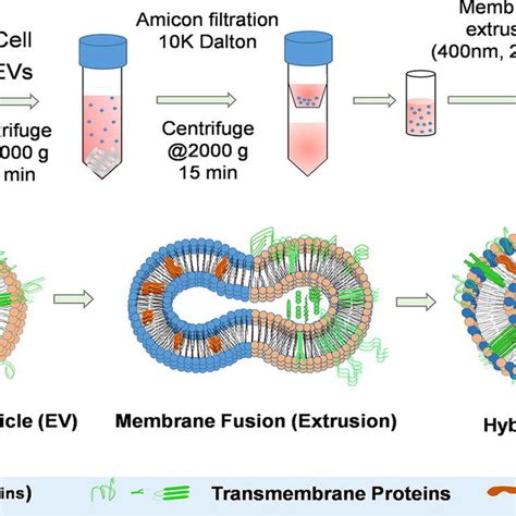 Macrophage Derived Exosome Mimetic Hybrid Vesicles For Tumor Targeted