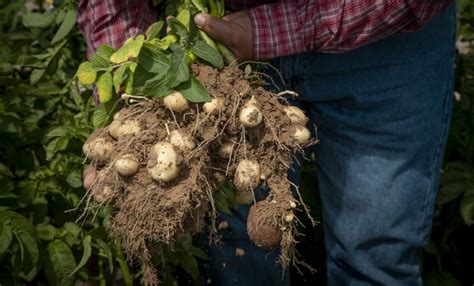 Impulsa Pepsico la producción sustentable de papa mexicana Quadratín