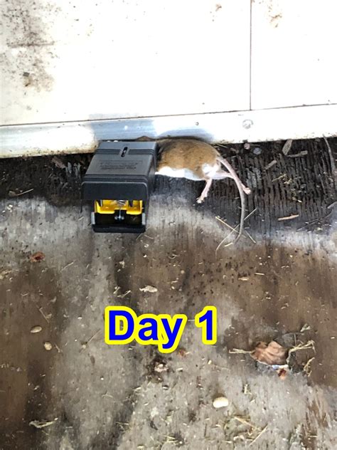 Tomcat Snap Traps 2 Pack Mouse Trap Review And Rating