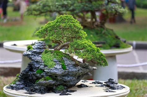 Bonsai Plants Benefits A Hobby To Help You Relax