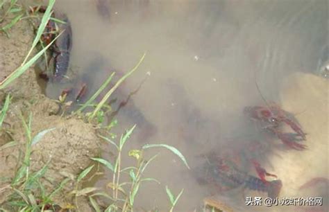 稻田養蝦最後一步，來年養蝦豐收不用愁 每日頭條