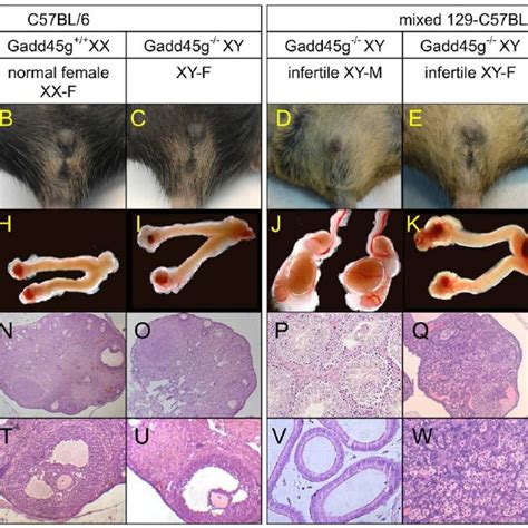 Complete Or Partial Xy Sex Reversed Phenotype Of Xy Gadd45g 2 2 Mice Download Scientific