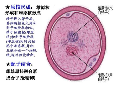 人教版教学课件人教版普通高中生物选修3胚胎工程 受精作用教学课件word文档在线阅读与下载无忧文档