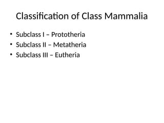 Classification Of Mammalia And Their Characters Pptx