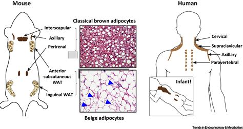 Adipose Tissue With Adipocytes