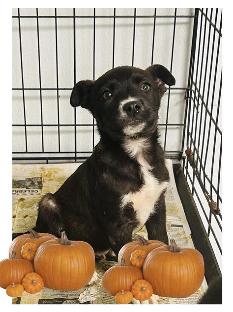 Background And Attributes