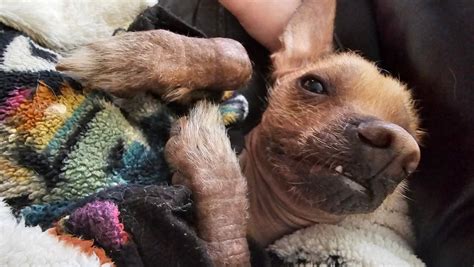 Gremlin By Bgon129 On Deviantart