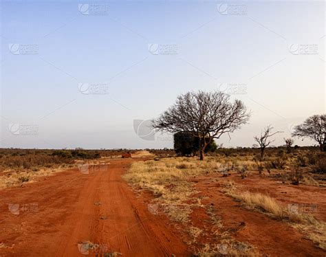 非洲稀树草原景观。肯尼亚的野生自然。非洲东部