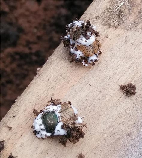 Fungus First For New Dung Beetle Species Csiro