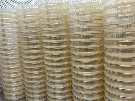 Using Agar Plates At Rose Woods Blog