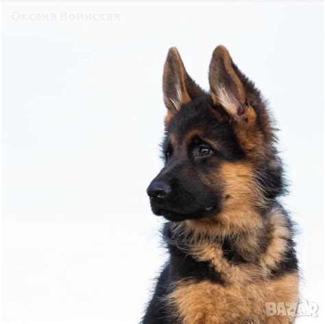 Немски овчарки в Немска овчарка в гр София Id42055891 Bazar Bg