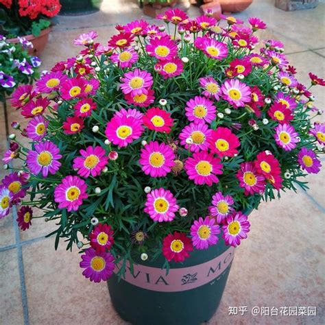 阳台适合养的“6种花”，花色丰富，花期长，一直赏花六个月 知乎
