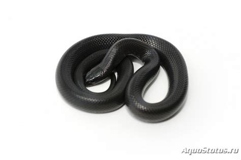 Королевская Черная Змея Нигрита Lampropeltis Getula Nigrita