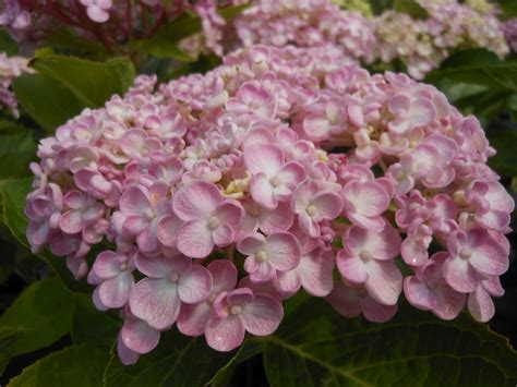 Damn Good Plants Hydrangea Ayesha