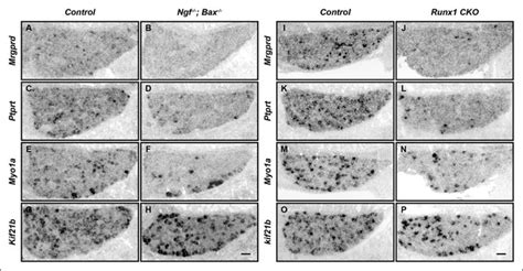 Figures And Data In Extrinsic And Intrinsic Signals Converge On The