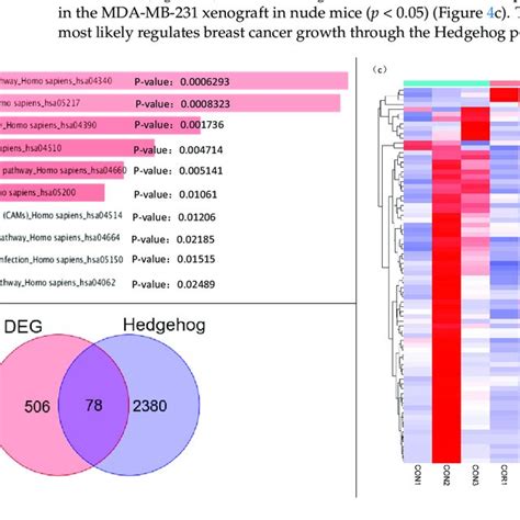 Analysis Of The Differentially Expressed Genes Pathway Enrichment And