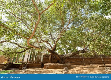 Jaya Sri Maha Bodhi Is A Sacred Fig Tree In The Mahamewna Gardens Anuradhapura Sri Lankait