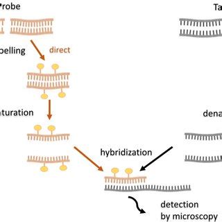 Scheme Of The Fluorescence In Situ Hybridization Using A Fluorescently