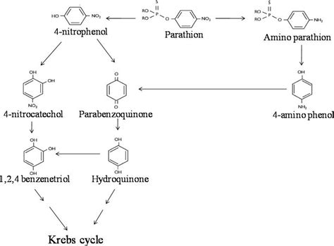 Xanthosine Monophosphate Degradation