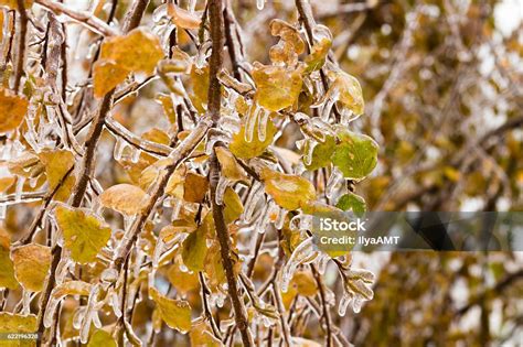 얼어붙은 비 후 여러 가지 색의 잎이 있는 얼음으로 덮인 가지 나무 0명에 대한 스톡 사진 및 기타 이미지 0명 겨울 계절 Istock