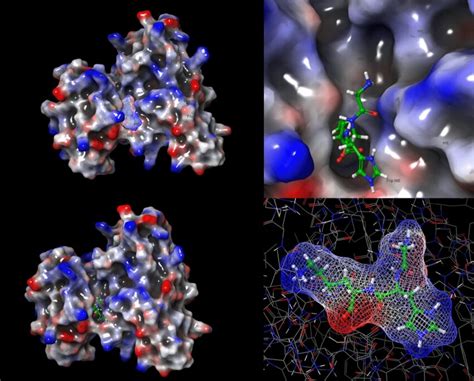 The Electrostatic Potential Map Surfaces Of The Vegfr2 Protein And Ghk