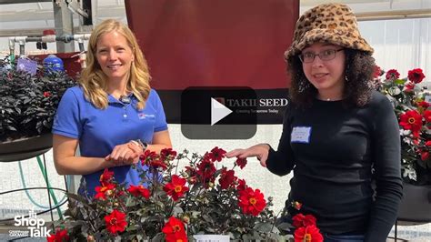 Black Forest Ruby Dahlia From Takii At California Spring Trials Video Greenhouse Grower