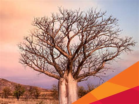 Talent Pipeline Programme Sol Plaatje University Talent Pipeline Programme Sol Plaatje University