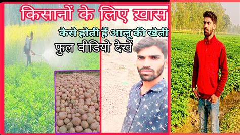 किसानों के लिए अचूक उपाय कैसे करें आलू की खेती Farmer How To Make