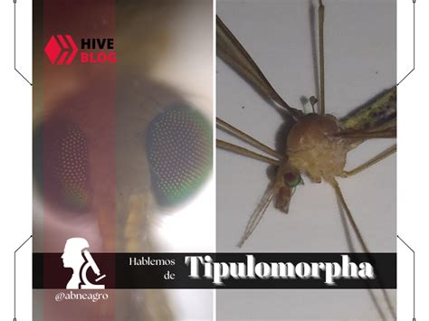 Mosquitos Gigantes Hablemos De Dípteros Del Infraorden Tipulomorpha