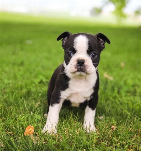Chris King Lancaster Puppies