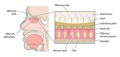 Olfactory Cells Diagram