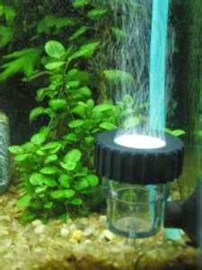 Planeta Peixes Aquário Plantado O Que é E Como Montar