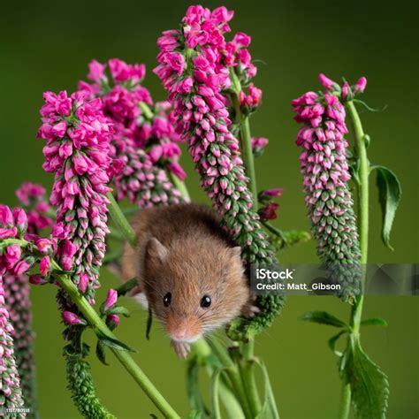 사랑 스러운 귀여운 수확 마우스 마이크로 미 분이 중립 녹색 자연 배경으로 붉은 꽃 단풍에 가지 식물 부위에 대한 스톡 사진 및 기타 이미지 가지 식물 부위 갈고리