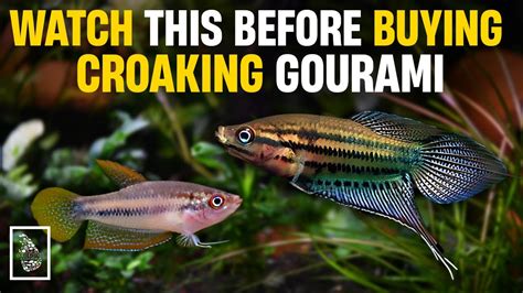 Best Way To Breed Croaking Gourami In Home Aquarium Youtube
