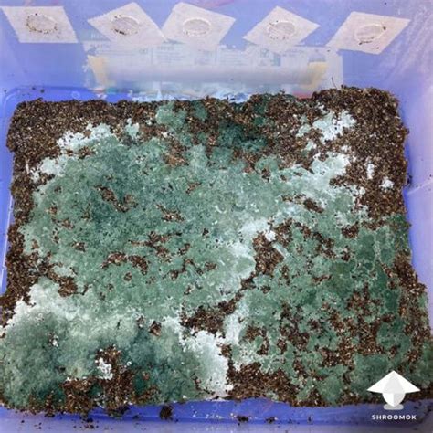 Green mold contamination aka Trichoderma | Growing Troubleshooting by ...