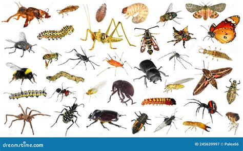 Spinnen Und Insekten Stockbild Bild Von Museum Insekte 245639997