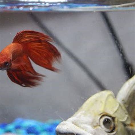How Do I Make My Betta Fish Less Aggressive DIY Seattle