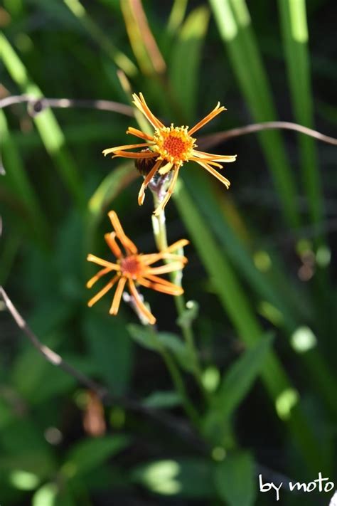 コウリンカ 野山の花たち