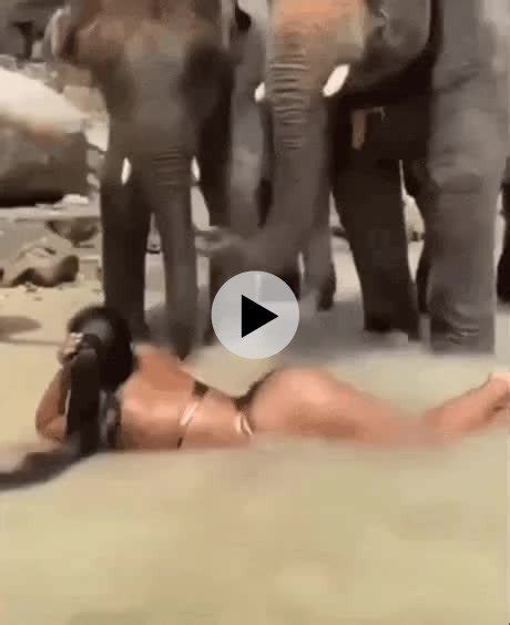 ㅇㅎ 쑤시려는 코끼리 유머 움짤 이슈 에펨코리아