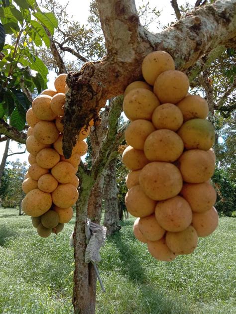 ลองกองออร์แกนิคสวนพรหมมาศ ธนาคารเมล็ดพันธ์ุ Natural Seed