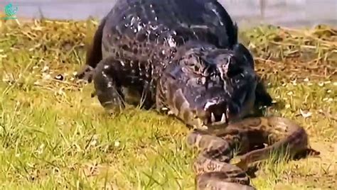 Incredible Lion Attack Python To Steals Prey In Africa 30 Most