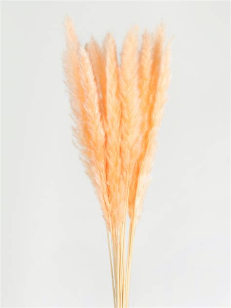Пампасна трава Fluffy рожева купити в Україні за низькою ціною • Dfb Elements