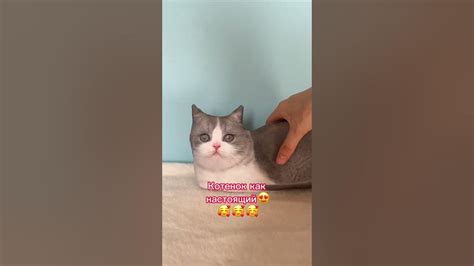 Красивый котенок с серой шерсткой и белой грудкой Игрушка котенок ищет